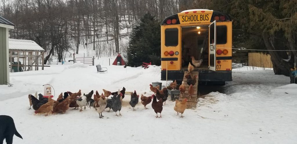 School Bus Turned Chicken Coop in Michigan - School Transportation News