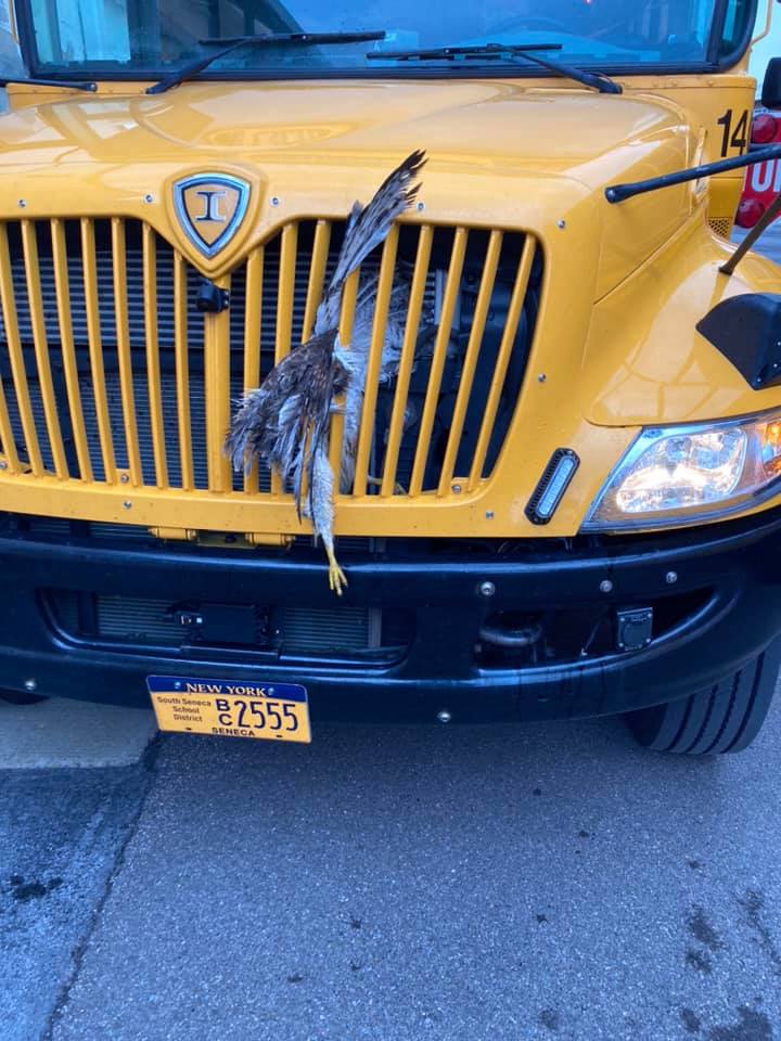 New York School Bus Driver Rescues Hawk Caught on School Bus - School ...